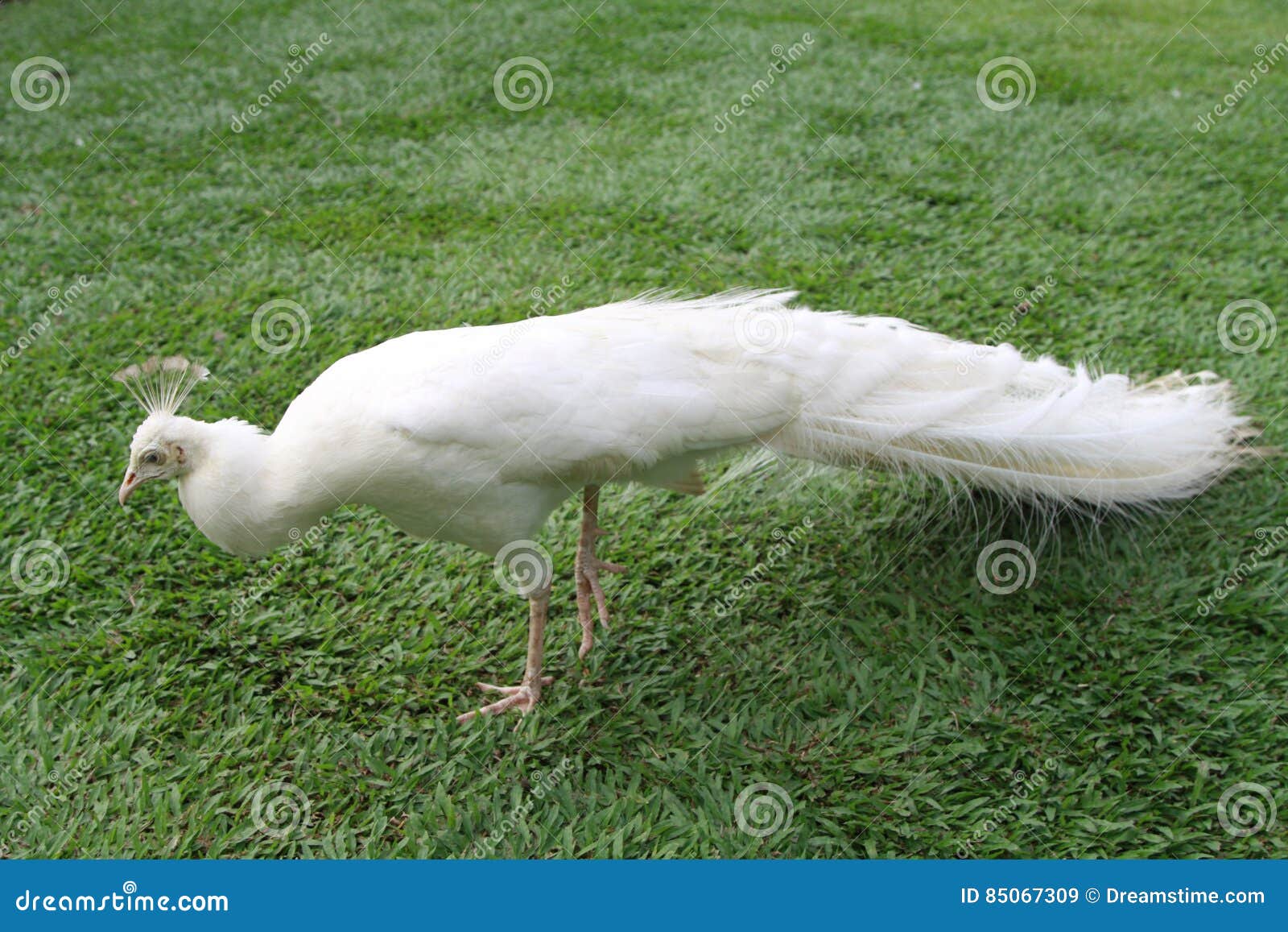 Witte pauw stock afbeelding. Image of vogel, veer, indonesië - 85067309