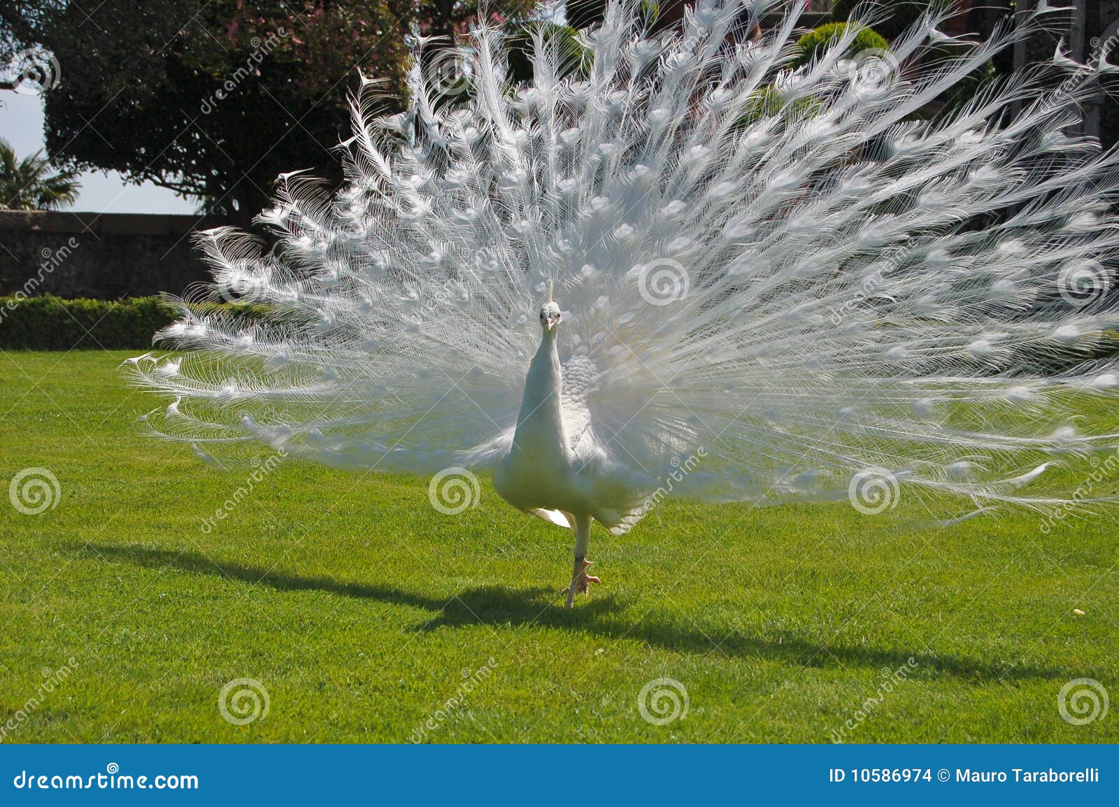 Witte Pauw Bij Eiland Bella Stock Foto - Image of ochtend, europa: 10586974