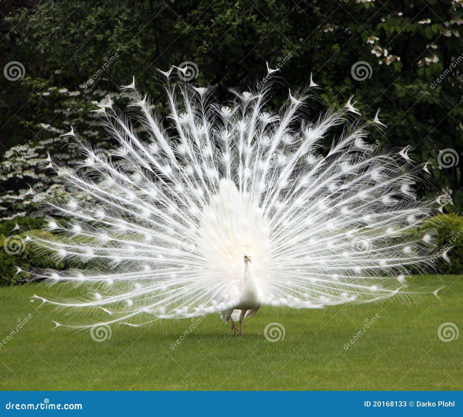 Witte Pauw En Perfect Gazon Stock Afbeelding - Image of dier, mooi: 20168133