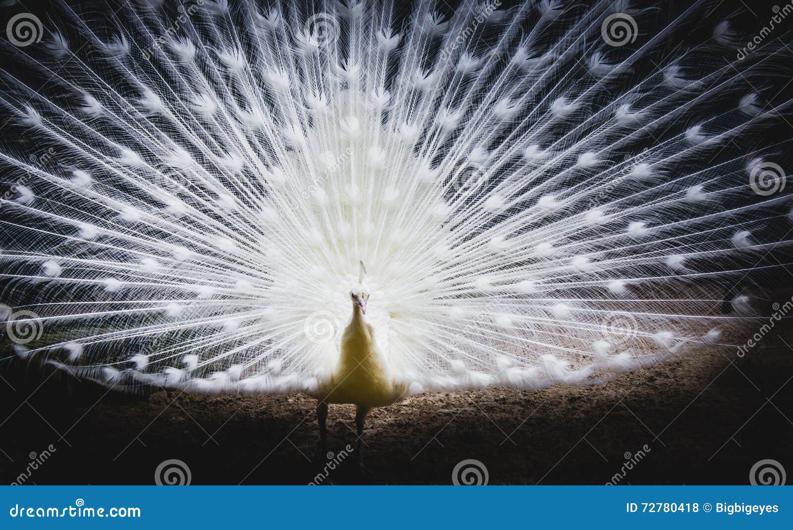 Witte pauw met staart stock foto. Image of naughty, elegantie - 72780418