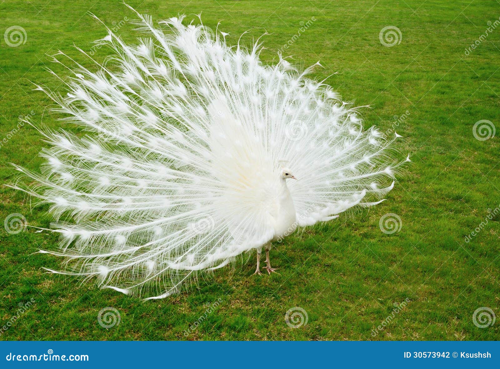 Witte Pauw Op Groene Achtergrond Stock Foto - Image of pauw, paring ...