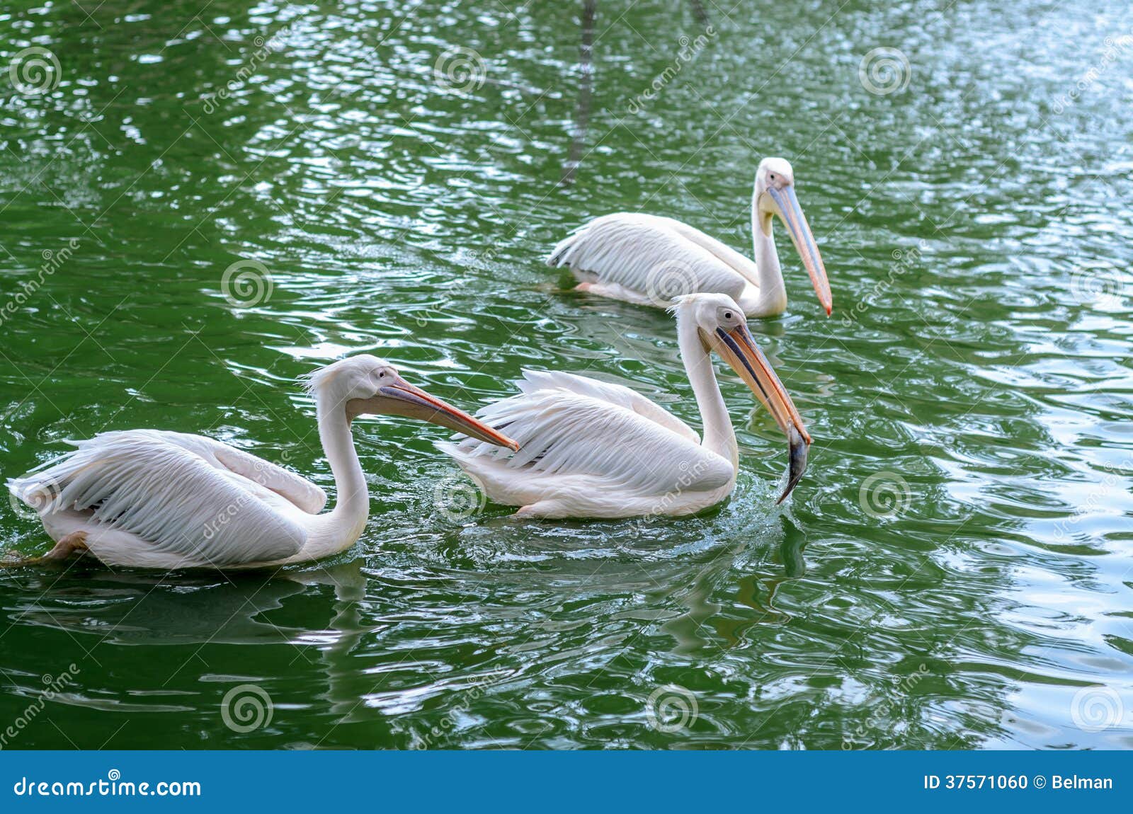 Witte Pelikaan Die Een Vis Eten Stock Foto - Image of openlucht, strand ...