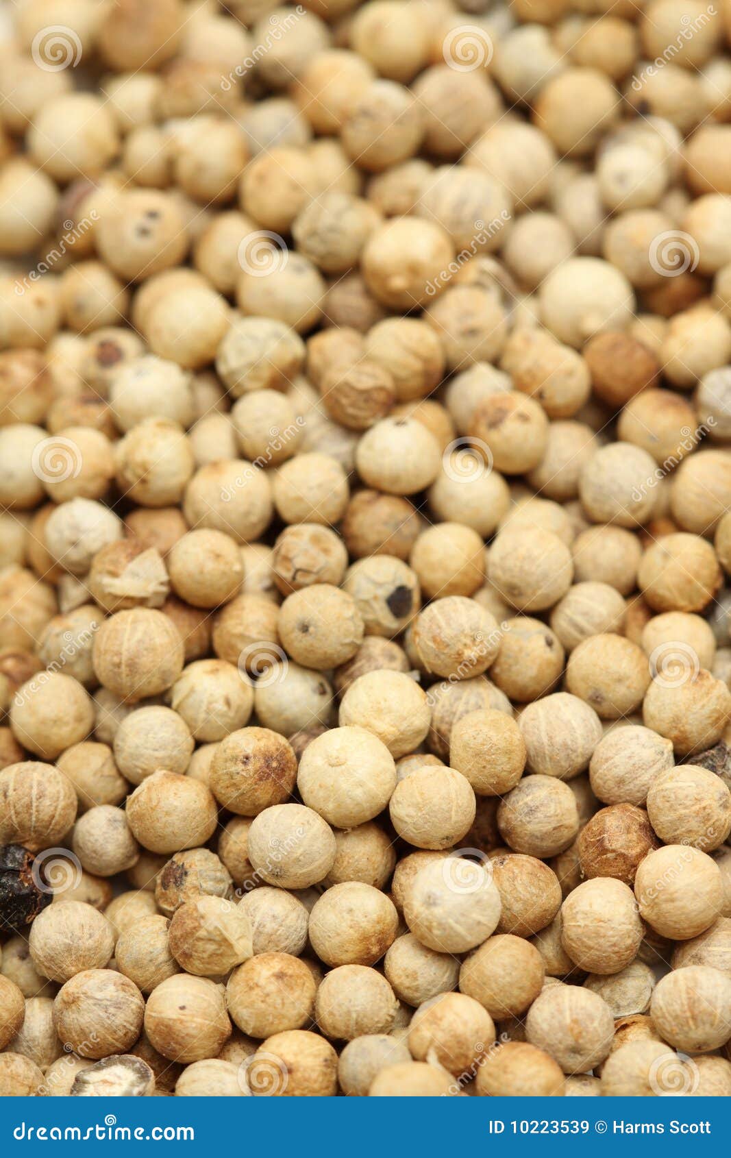 Witte peper stock afbeelding. Image of specerij, peper - 10223539