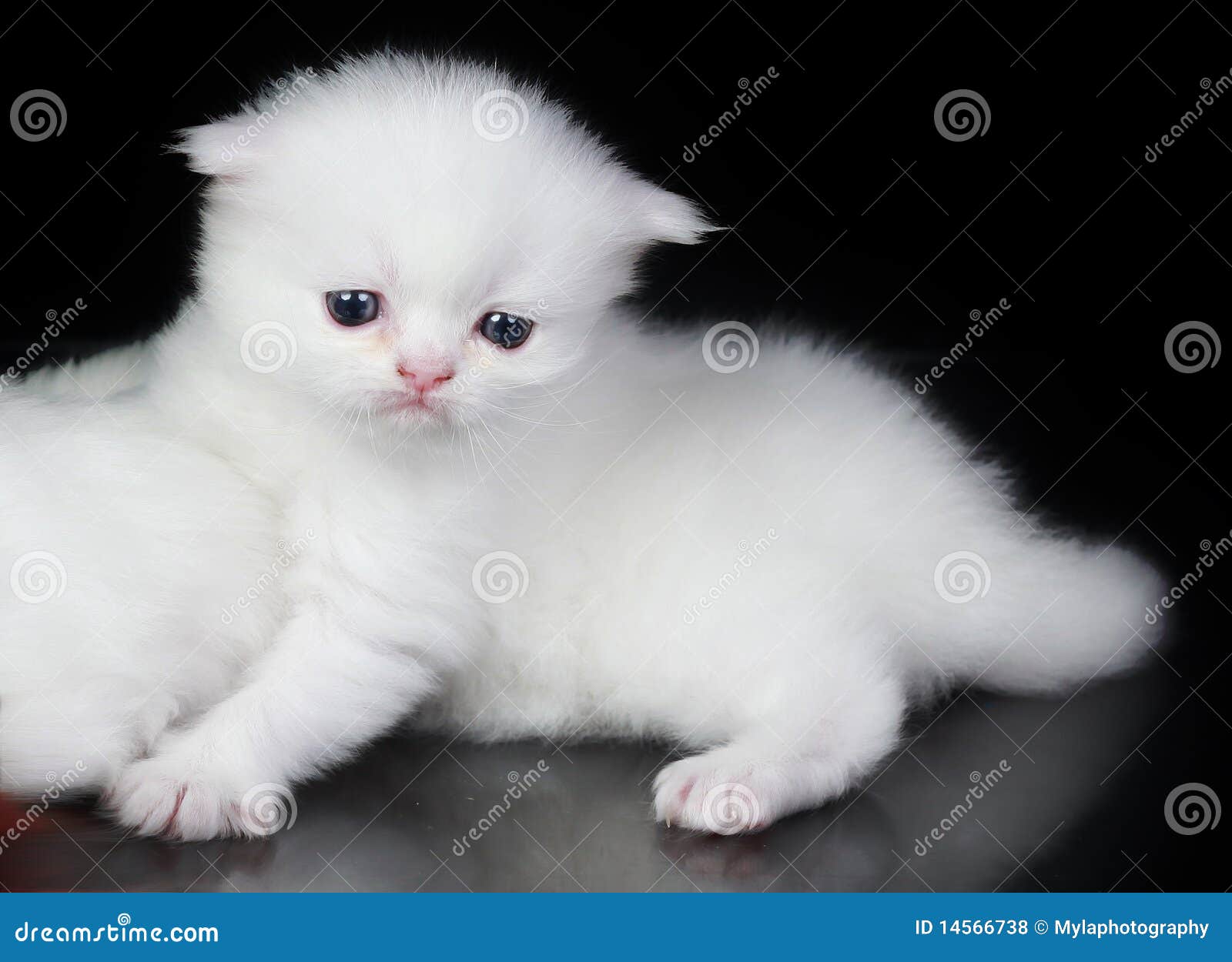 Witte Perzische kat stock foto. Image of droevig, bont - 14566738