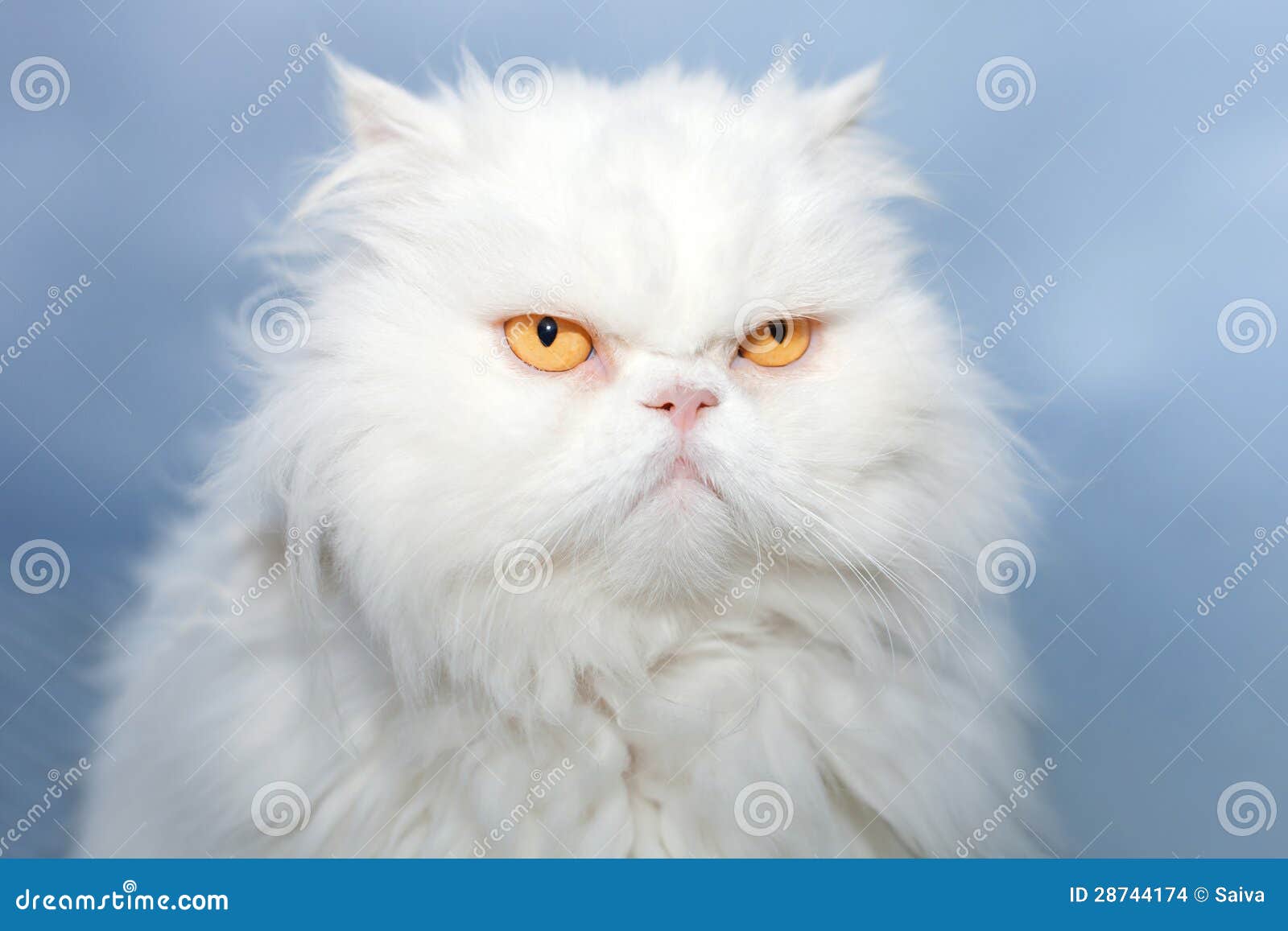 Witte Perzische kat stock foto. Image of zoogdier, geïsoleerd - 28744174