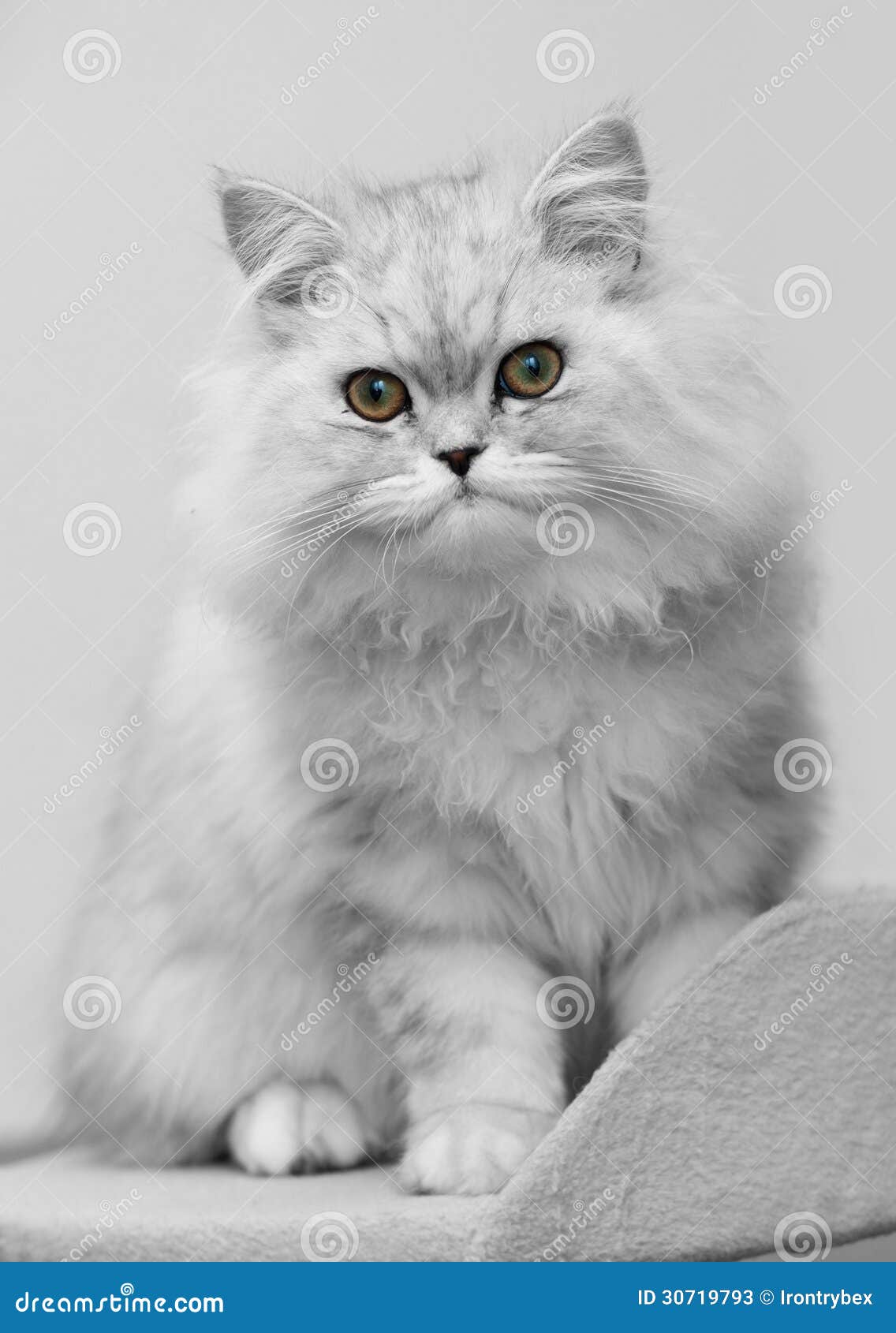 Witte Perzische kat stock afbeelding. Image of achtergrond - 30719793