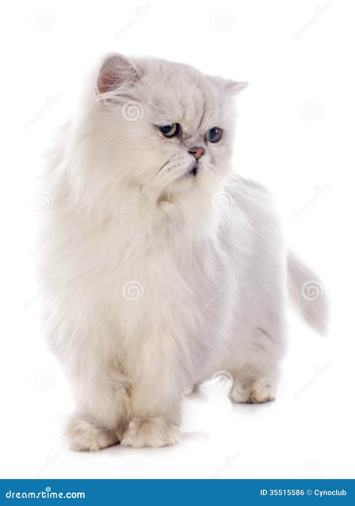 Witte Perzische kat stock foto. Image of achtergrond - 35515586
