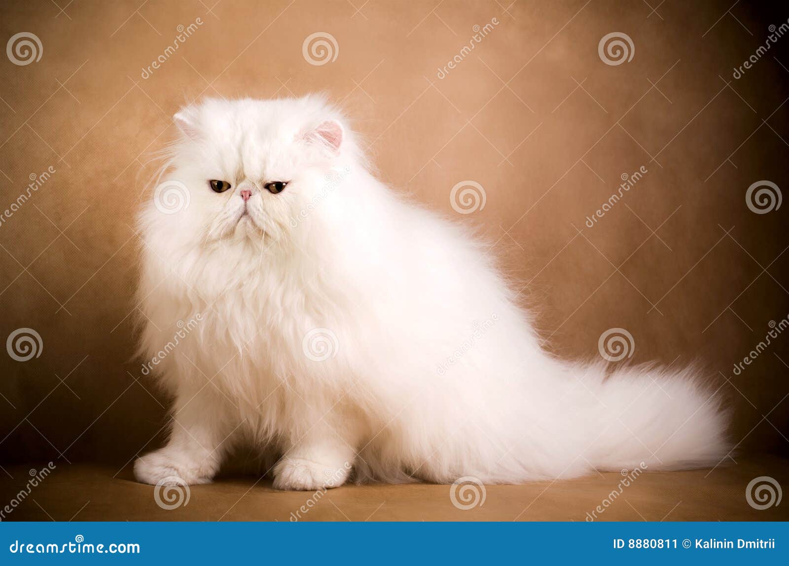 Witte Perzische kat stock afbeelding. Image of dier, katachtig - 8880811