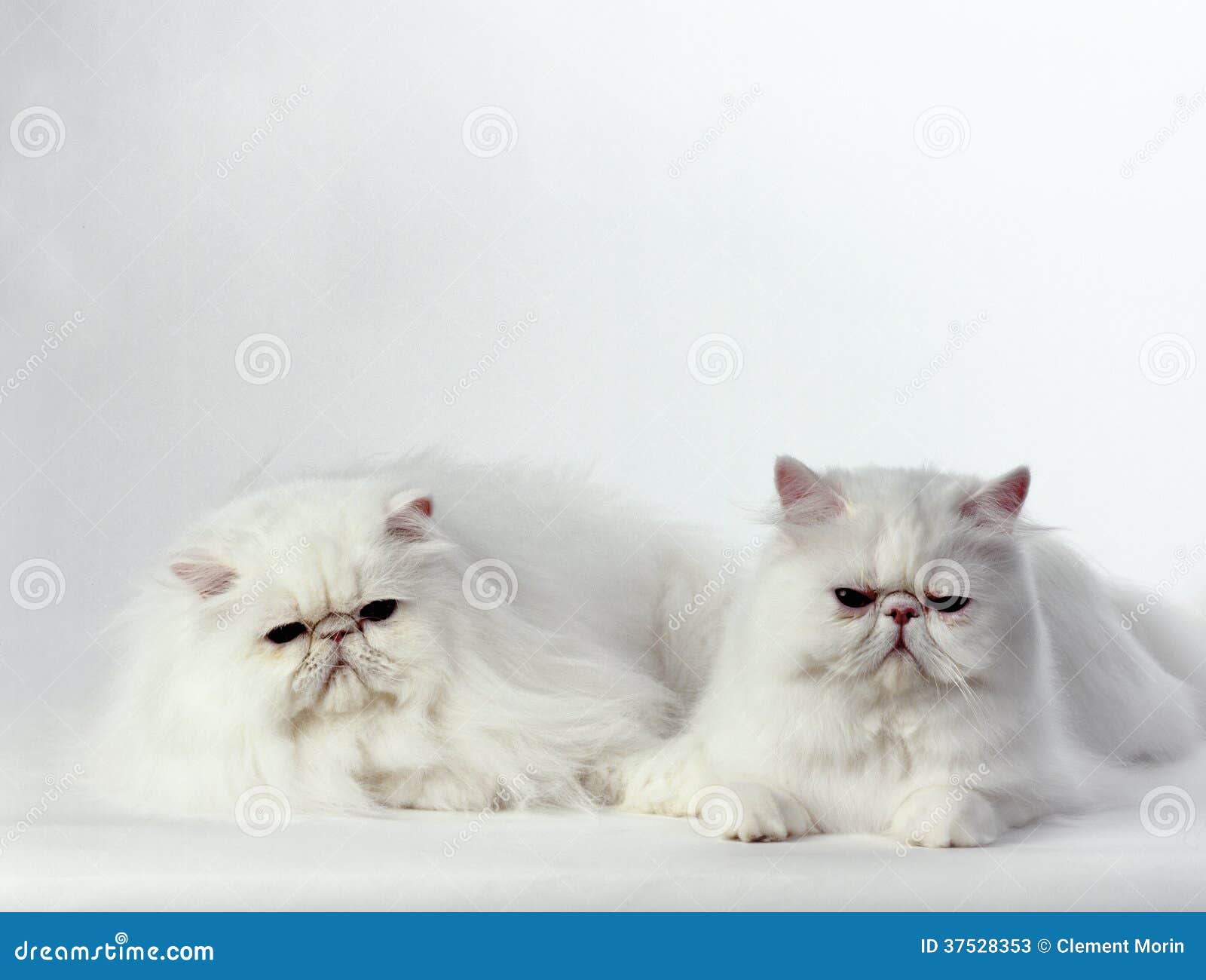2 witte Perzische katten stock afbeelding. Image of zuiver - 37528353