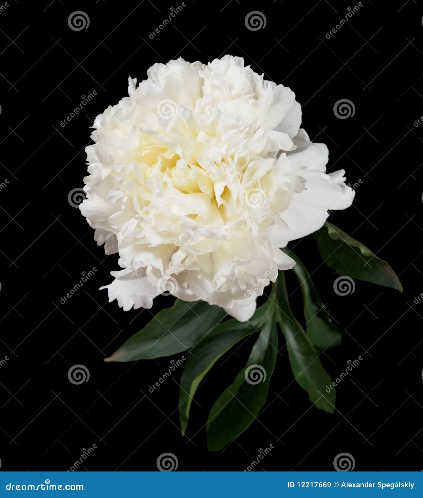 Witte pioen stock afbeelding. Image of pony, zwart, bloem - 12217669