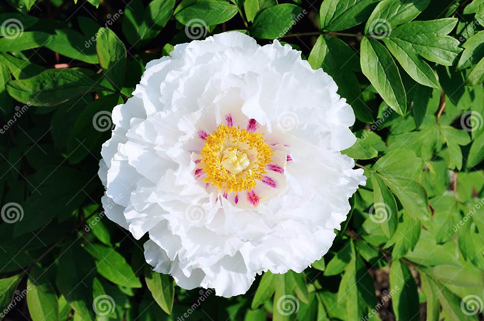 Witte pioen stock afbeelding. Image of bloeien, versheid - 25720669