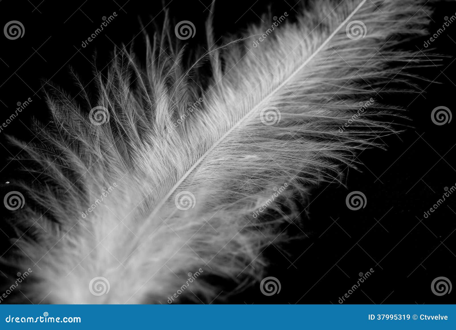 Witte pluim stock afbeelding. Image of pluim, bruin, dier - 37995319