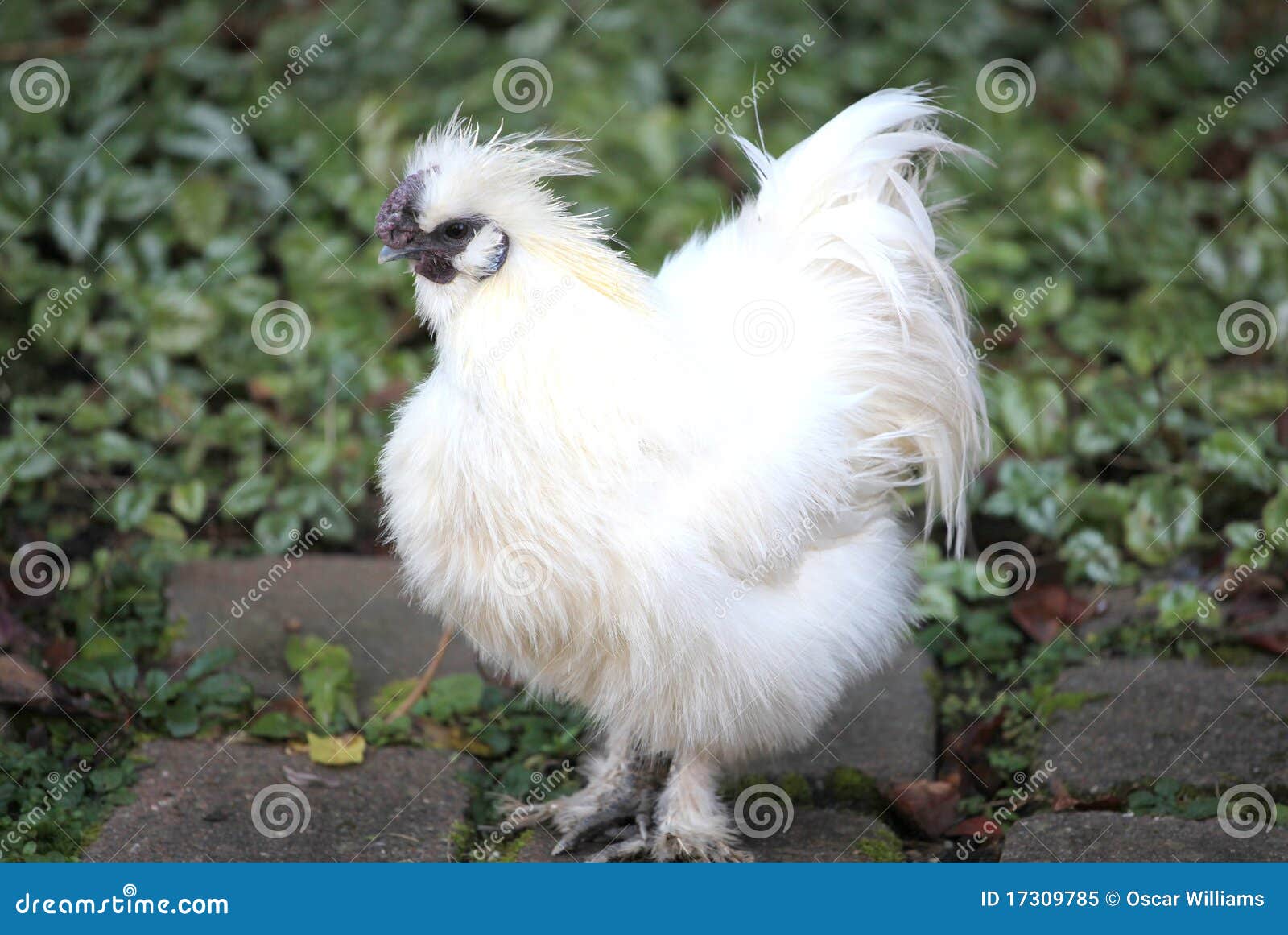 Witte pluizige kip. stock afbeelding. Image of gevederte - 17309785