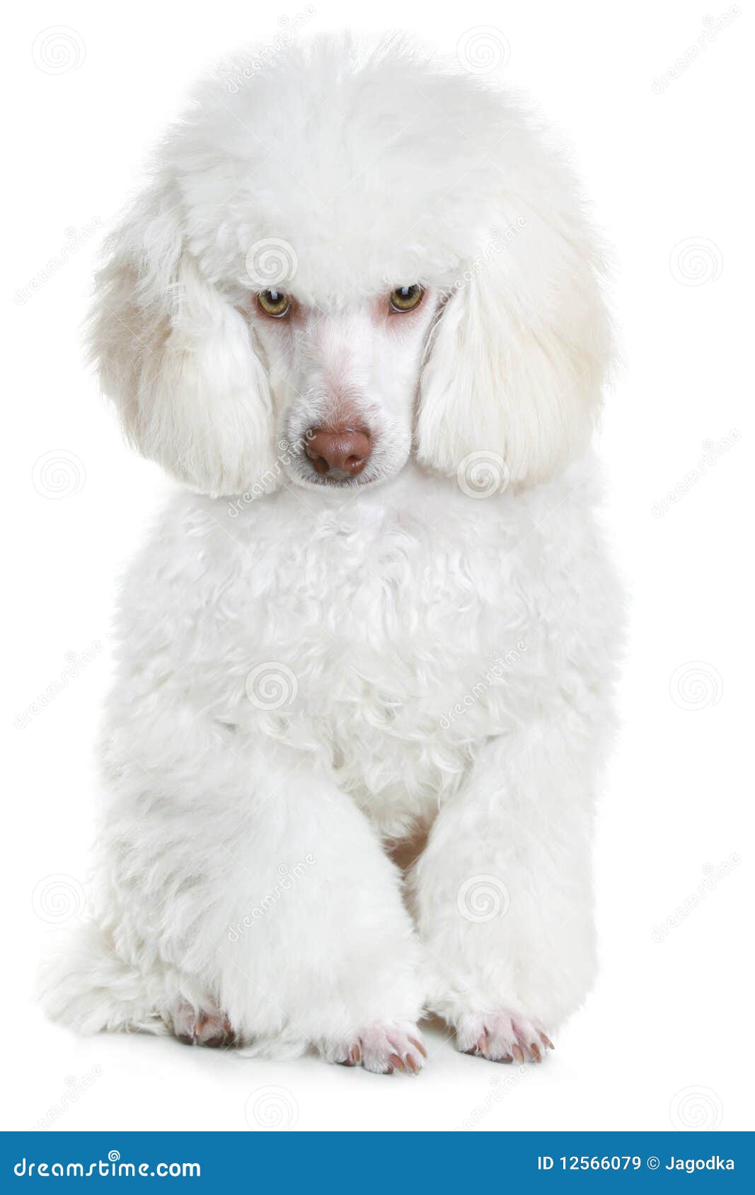 Witte poedel stock afbeelding. Image of speelgoed, welp - 12566079