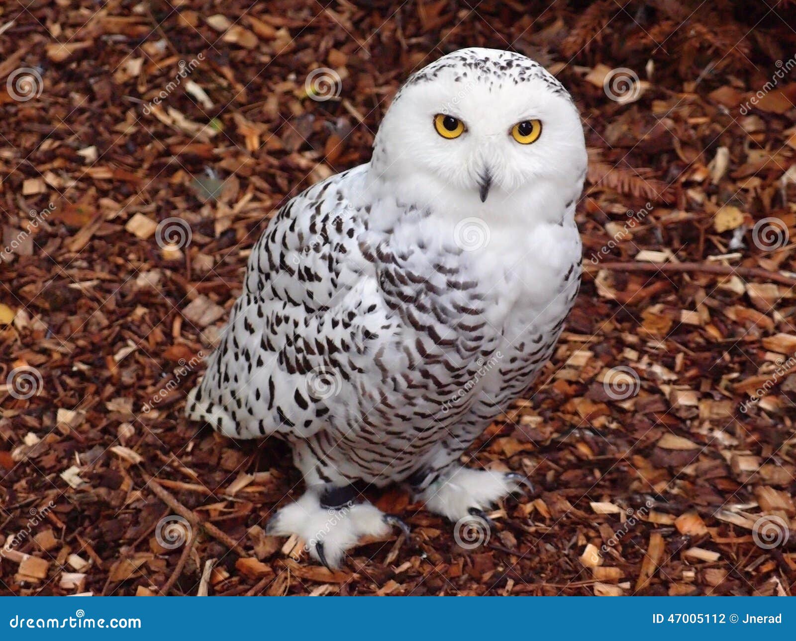 Witte polaire uil stock foto. Image of roofdier, vogel - 47005112