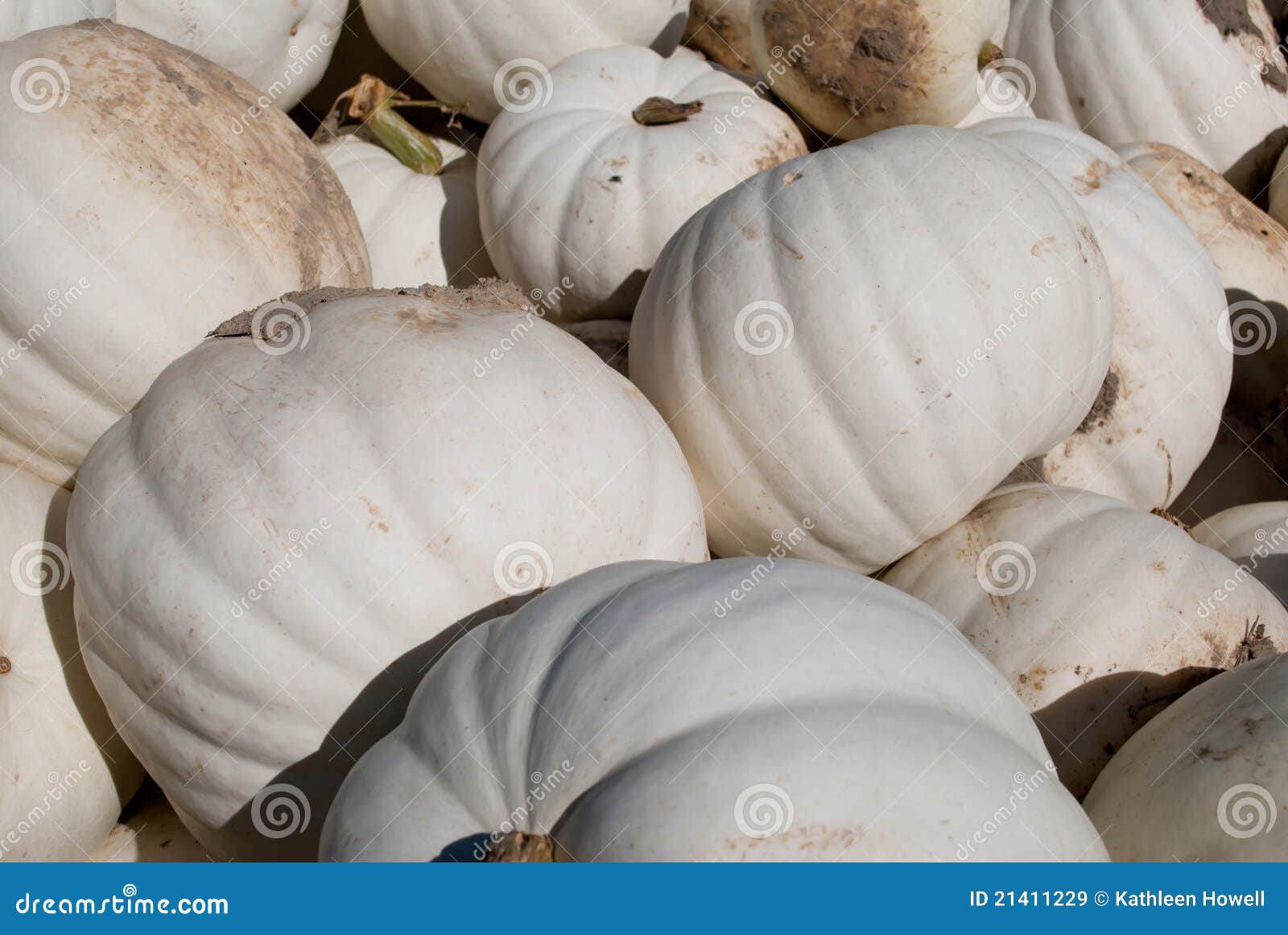 Witte Pompoenen stock afbeelding. Image of stammen, steel - 21411229