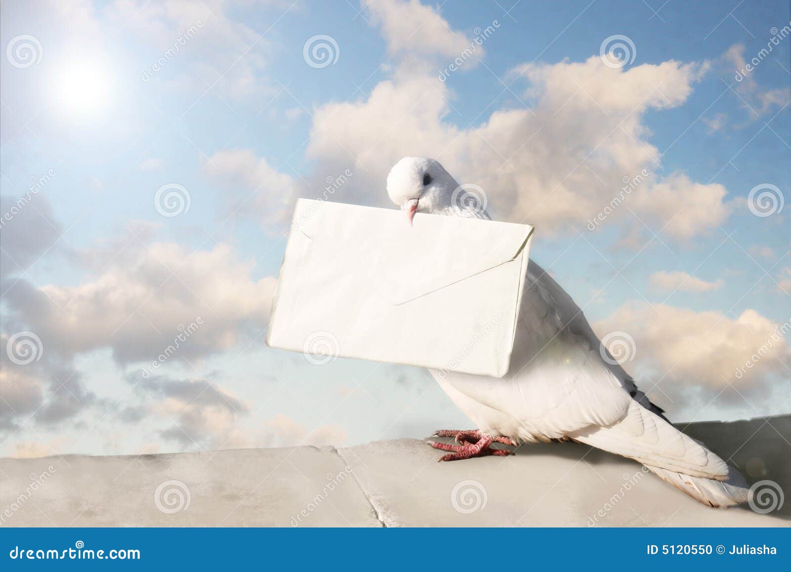 Witte Postduif stock foto. Image of vrij, brieven, homo - 5120550