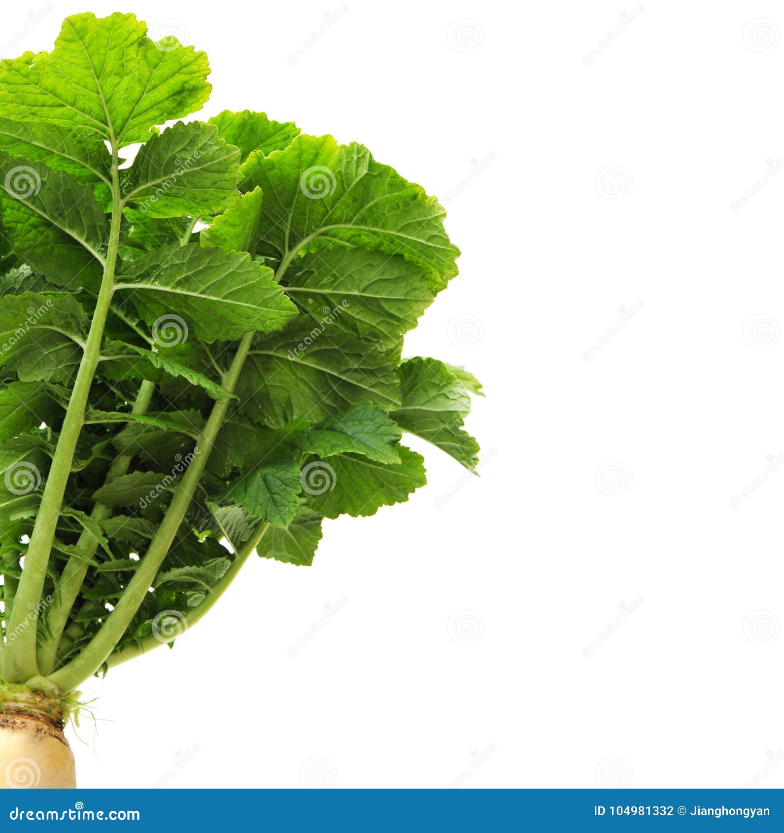 Witte radijs stock foto. Image of groenten, boomgaarden - 104981332