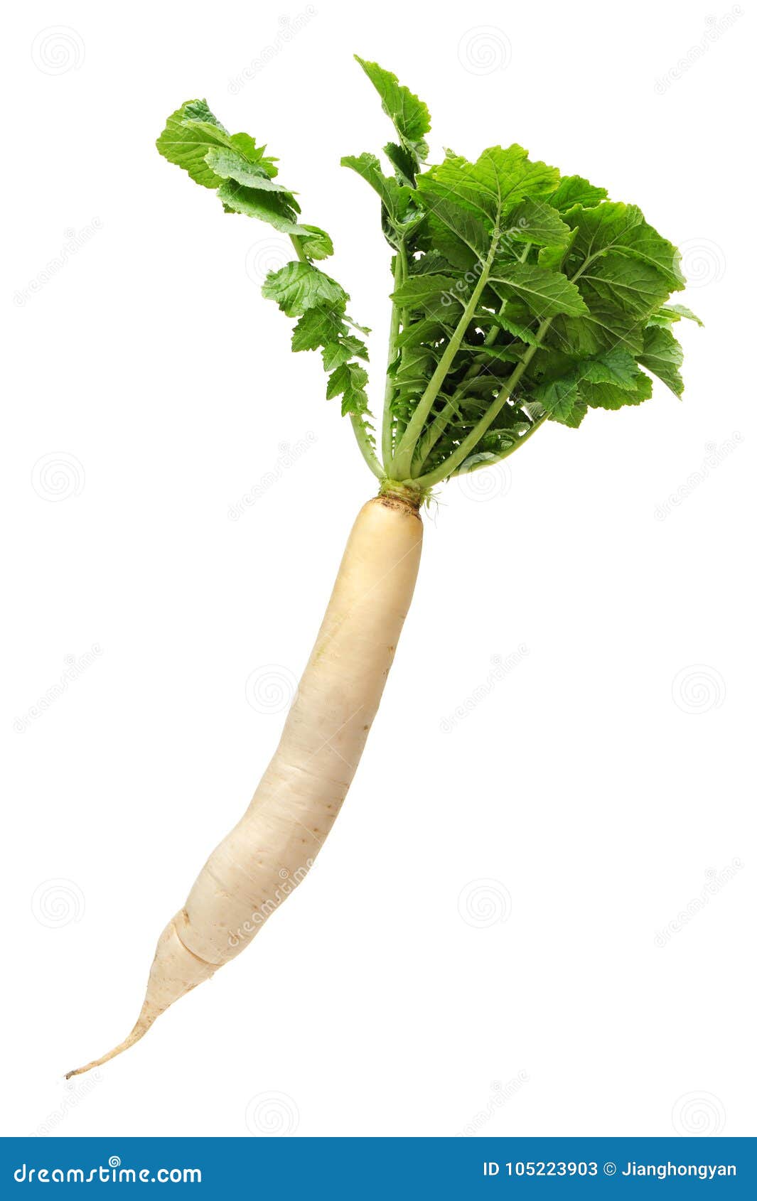 Witte radijs stock afbeelding. Image of oogst, radijs - 105223903