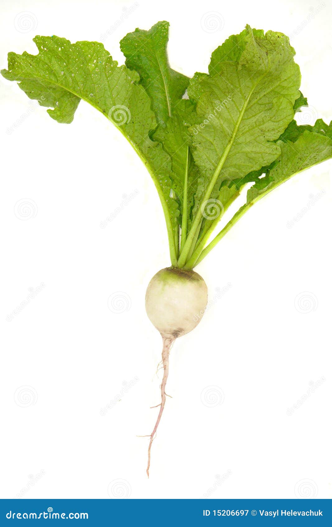 Witte radijs stock afbeelding. Image of vitamine, wortel - 15206697