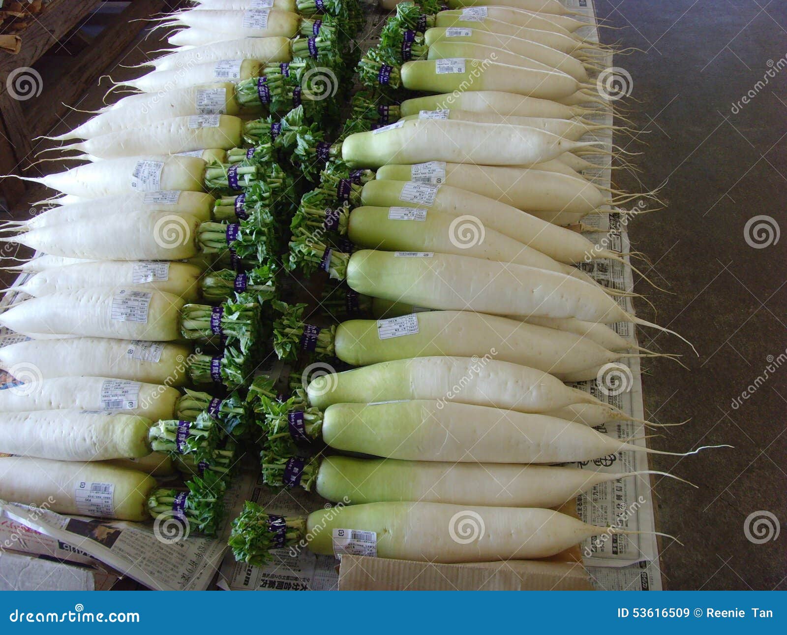 Witte radijs stock afbeelding. Image of radijs, gezond - 53616509