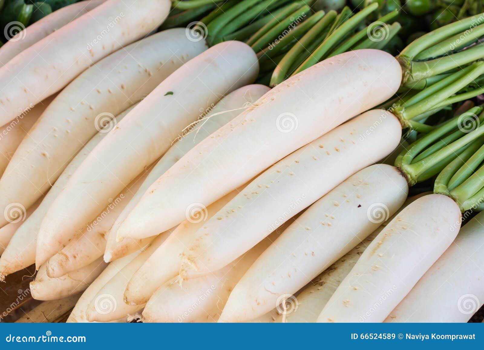 Witte radijs stock afbeelding. Image of installatie, chinees - 66524589