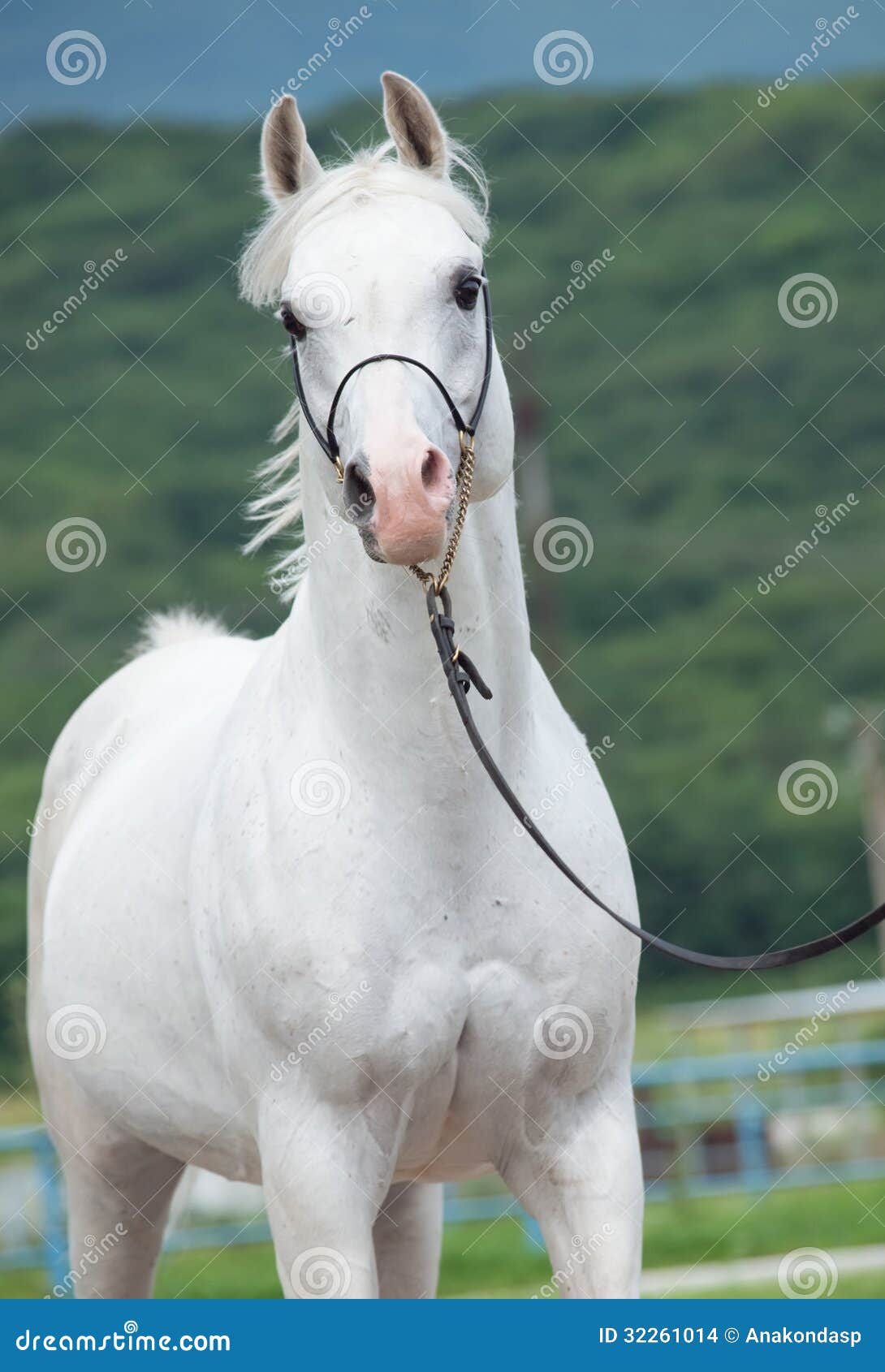 Witte Rasechte Arabier in Motie Stock Foto - Image of rasecht, paard ...