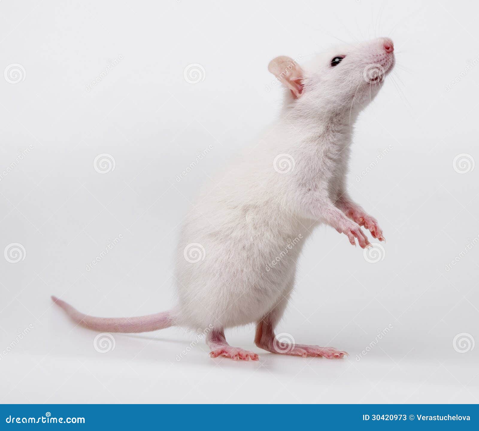 Witte rat stock afbeelding. Image of verontreiniging - 30420973