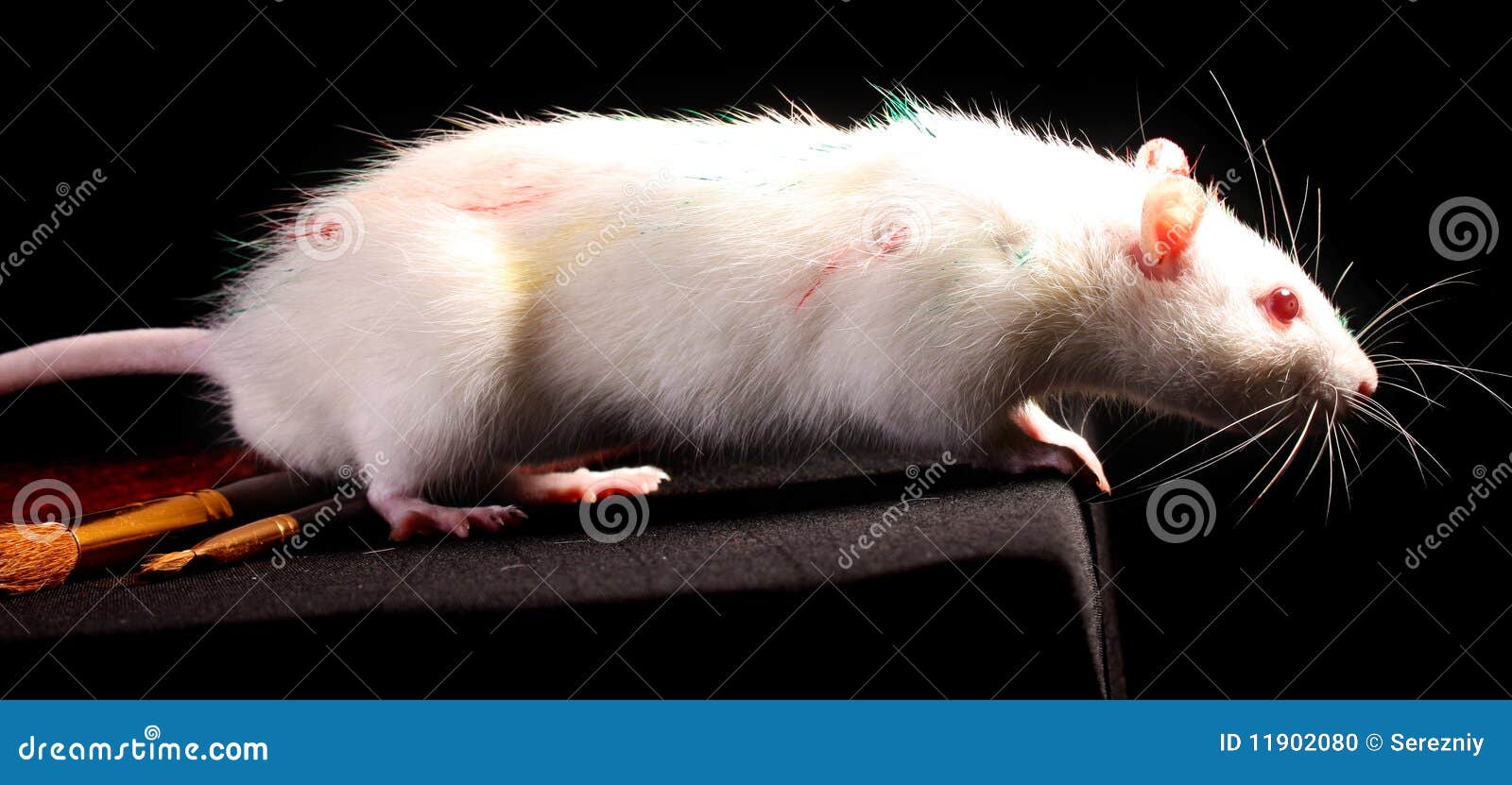 Witte Rat Die Ergens Eruit Ziet Stock Foto - Image of laboratorium ...