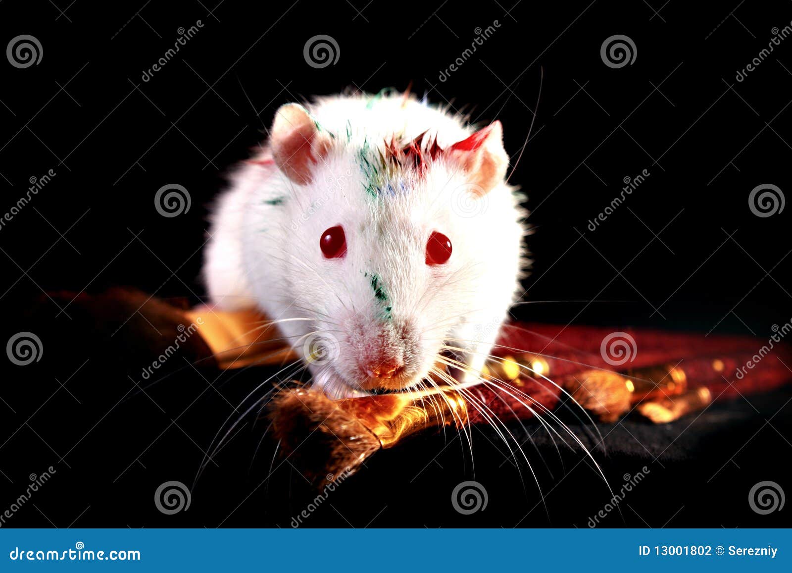 Witte Rat En Weinig Borstels Stock Foto - Image of borstel, leuk: 13001802