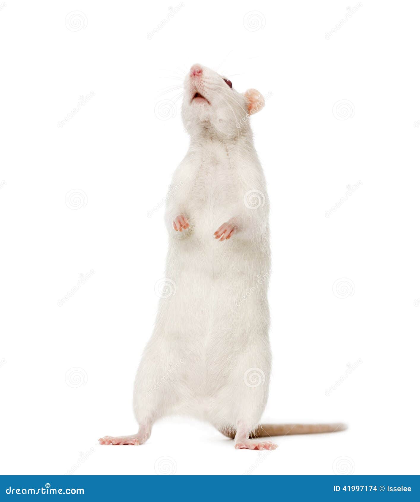 Witte Rat Op Achterste Benen (8 Maanden Oud) Stock Foto - Image of ...