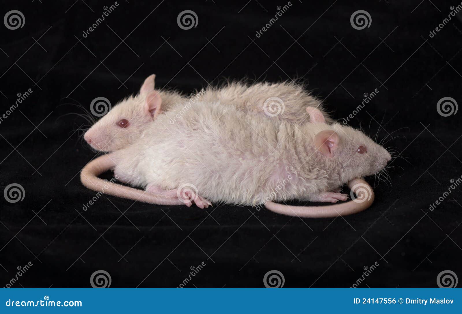 Witte ratten stock foto. Image of zoogdier, bont, jong - 24147556