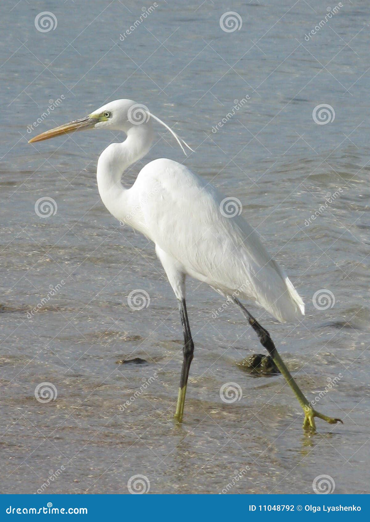 Witte reiger stock foto. Image of benen, vogel, reiger - 11048792