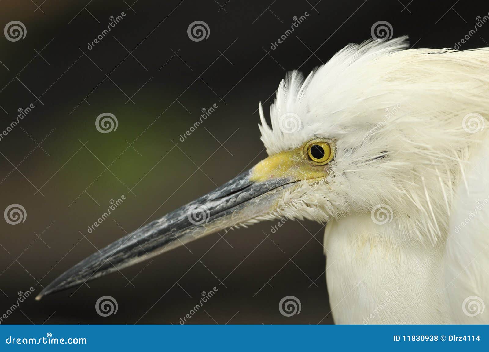 Witte Reiger stock foto. Image of kruid, watten, jacht - 11830938