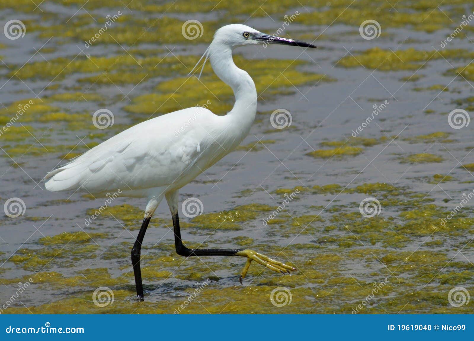 Witte reiger stock foto. Image of meer, rivieren, dier - 19619040