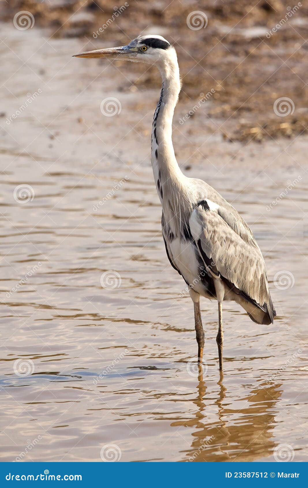 Witte Reiger stock foto. Image of park, nave, meer, wreed - 23587512