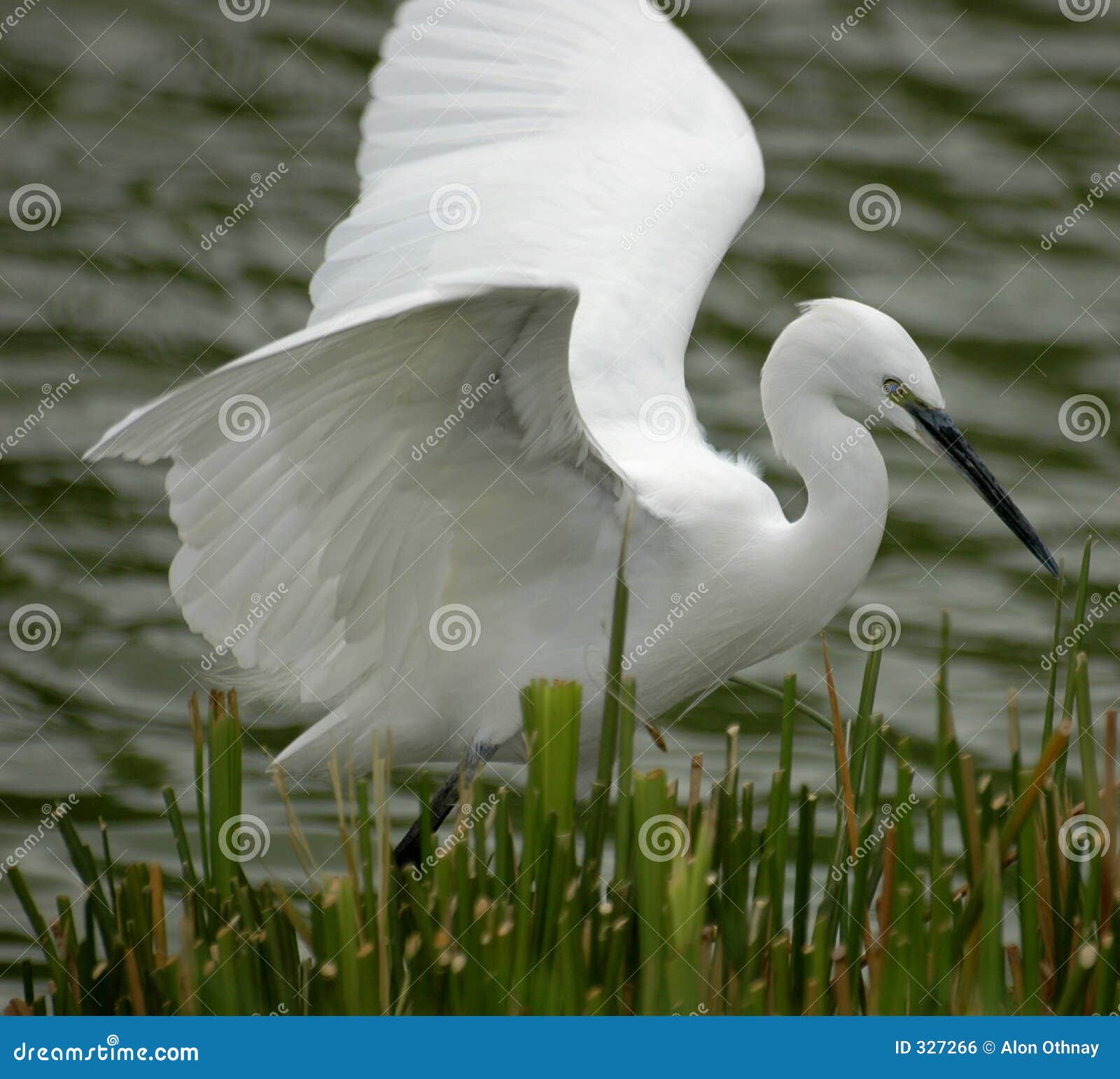 Witte Reiger stock foto. Image of bezinning, meer, groen - 327266