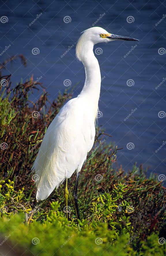 Witte Reiger stock foto. Image of reeks, geboorte, jager - 4940506