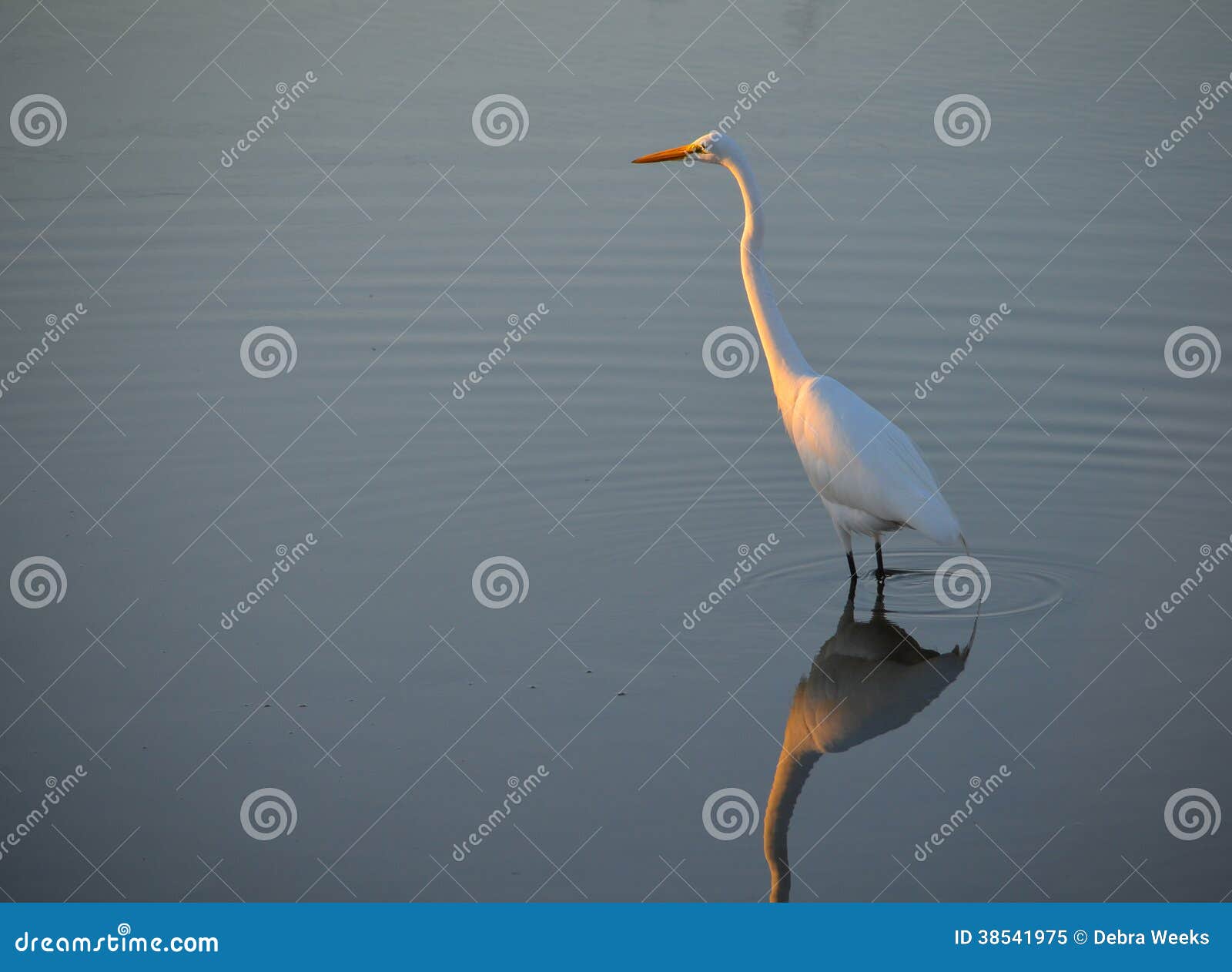 Witte Reiger Die Zich in Het Licht Bevinden Stock Afbeelding - Image of ...