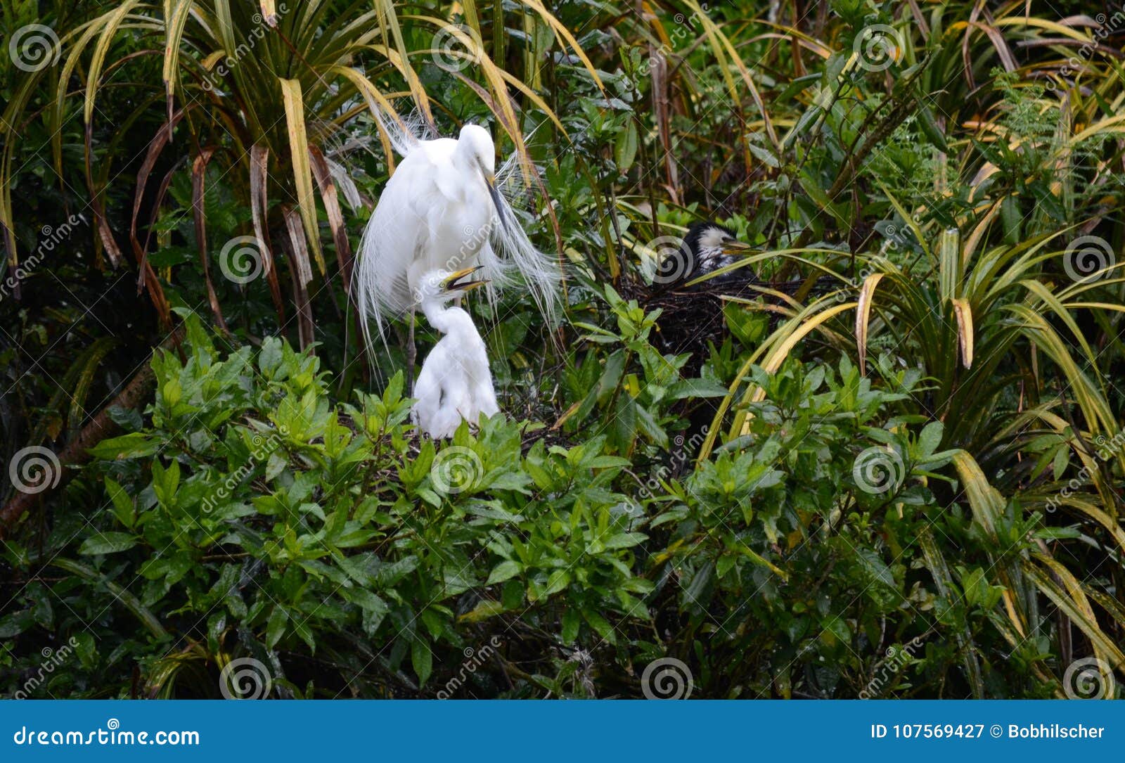 Witte Reiger Met Kuiken in Nest Stock Afbeelding - Image of kleur ...