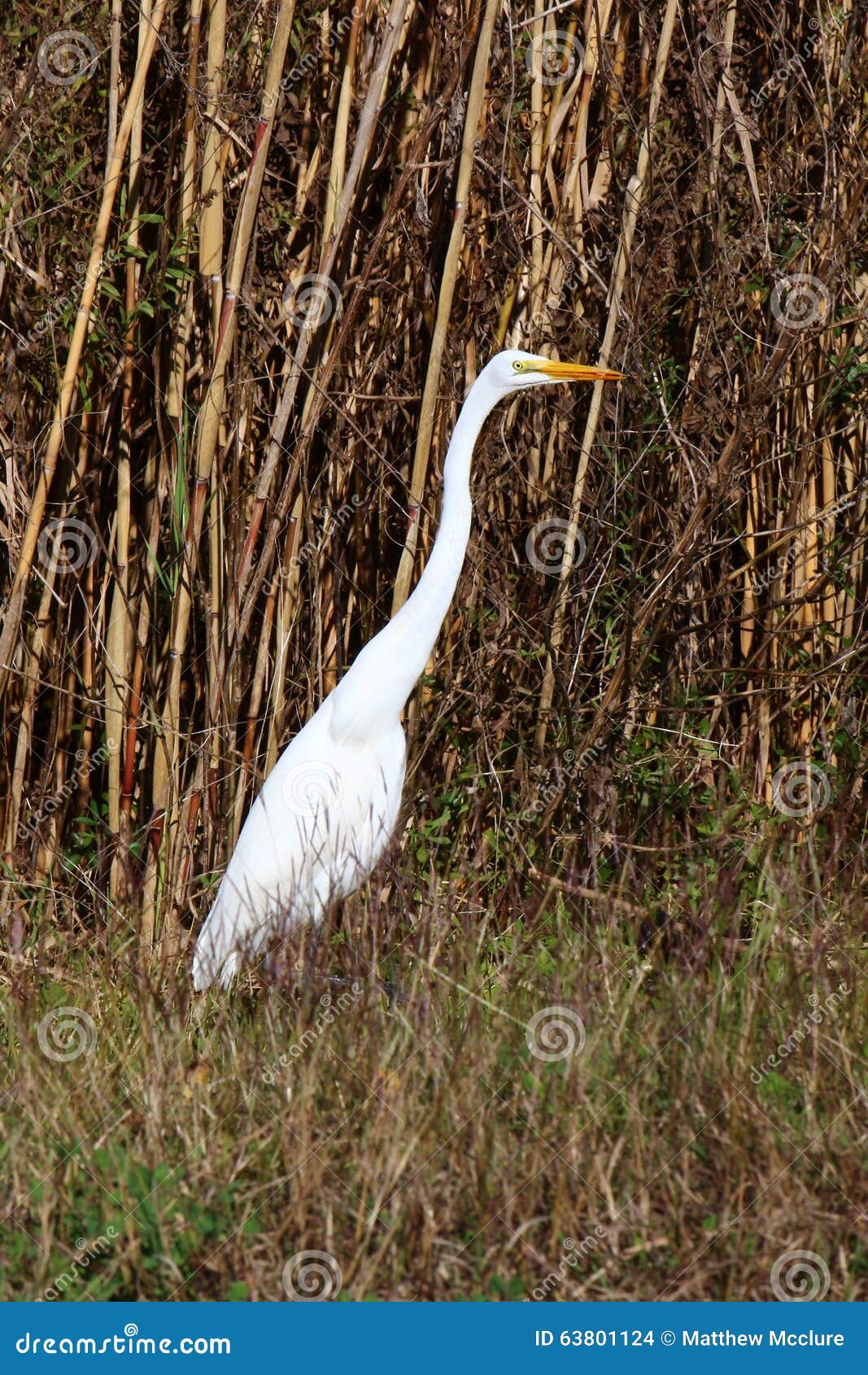 Witte Reiger in Moerasvegetatie Stock Foto - Image of vegetatie, kruid ...
