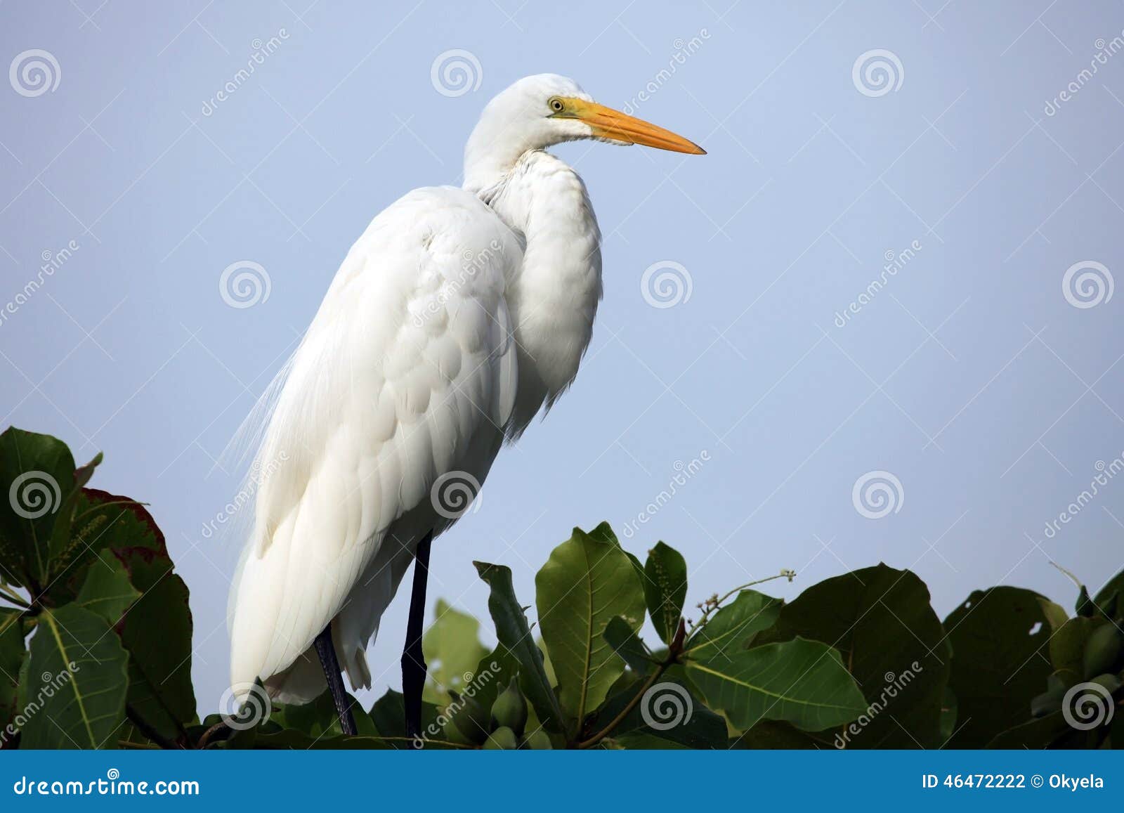 Witte reiger op een boom stock foto. Image of kruid, vogel - 46472222