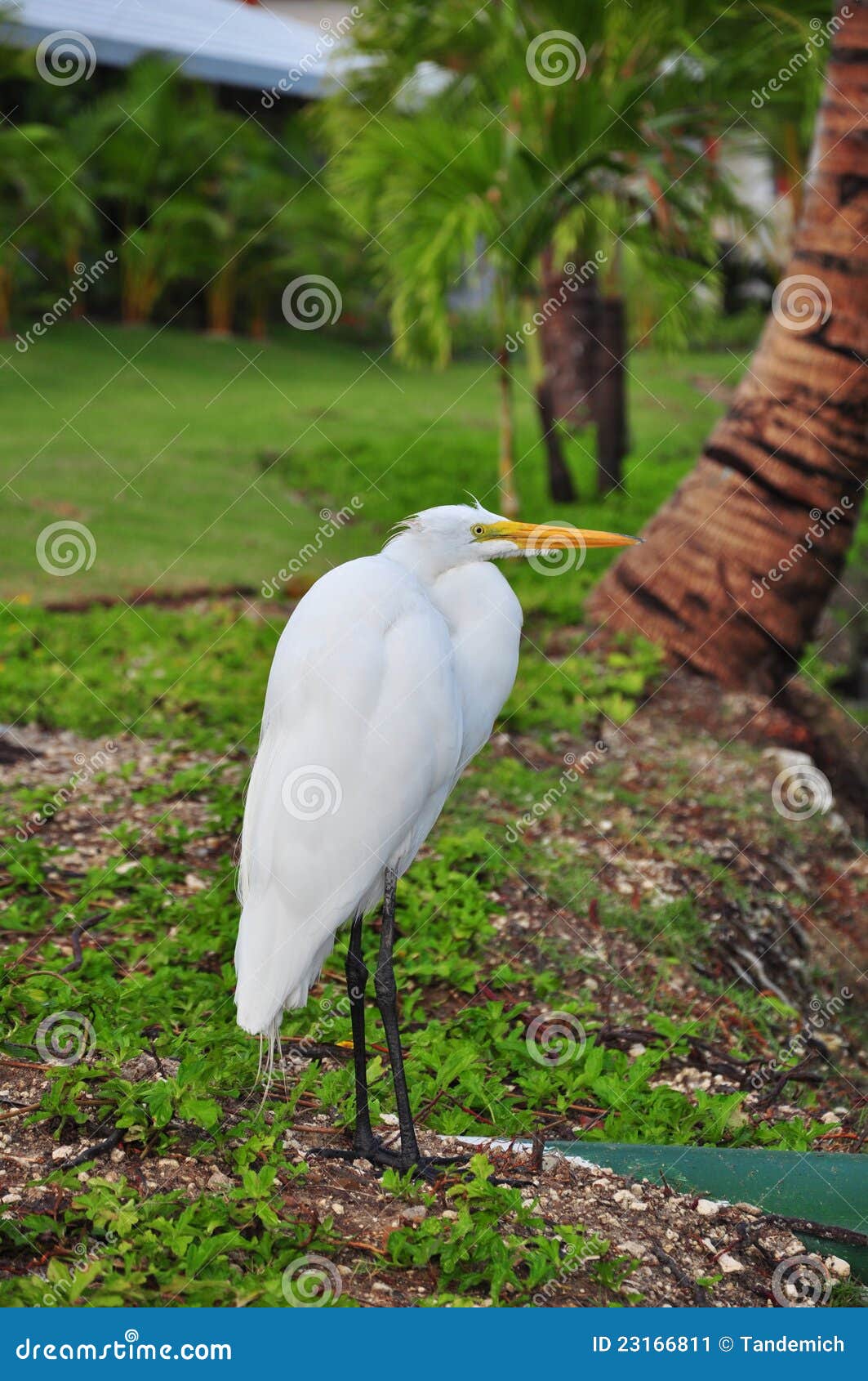 Witte reiger op het meer stock afbeelding. Image of florida - 23166811