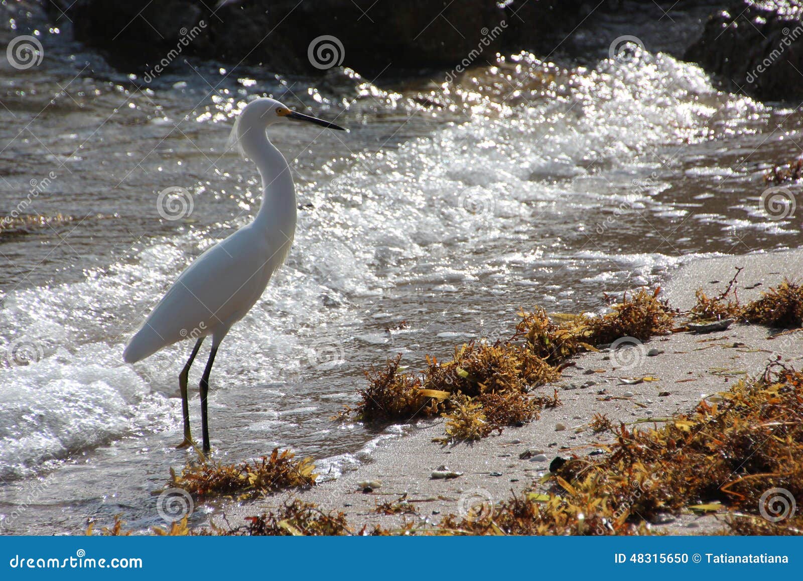 Witte Reiger Op Het Strand Van Florida Stock Foto - Image of waarneming ...