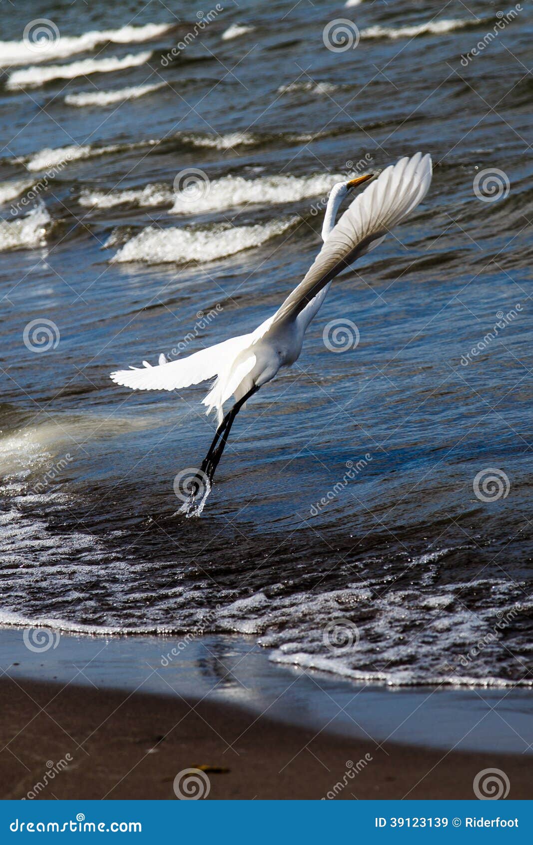 Witte reiger in strand stock afbeelding. Image of vliegen - 39123139