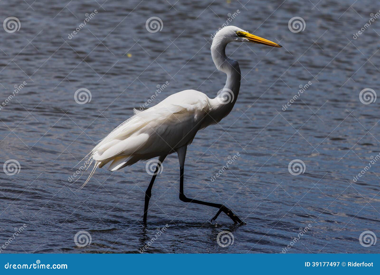 Witte reiger in strand stock afbeelding. Image of vliegen - 39177497