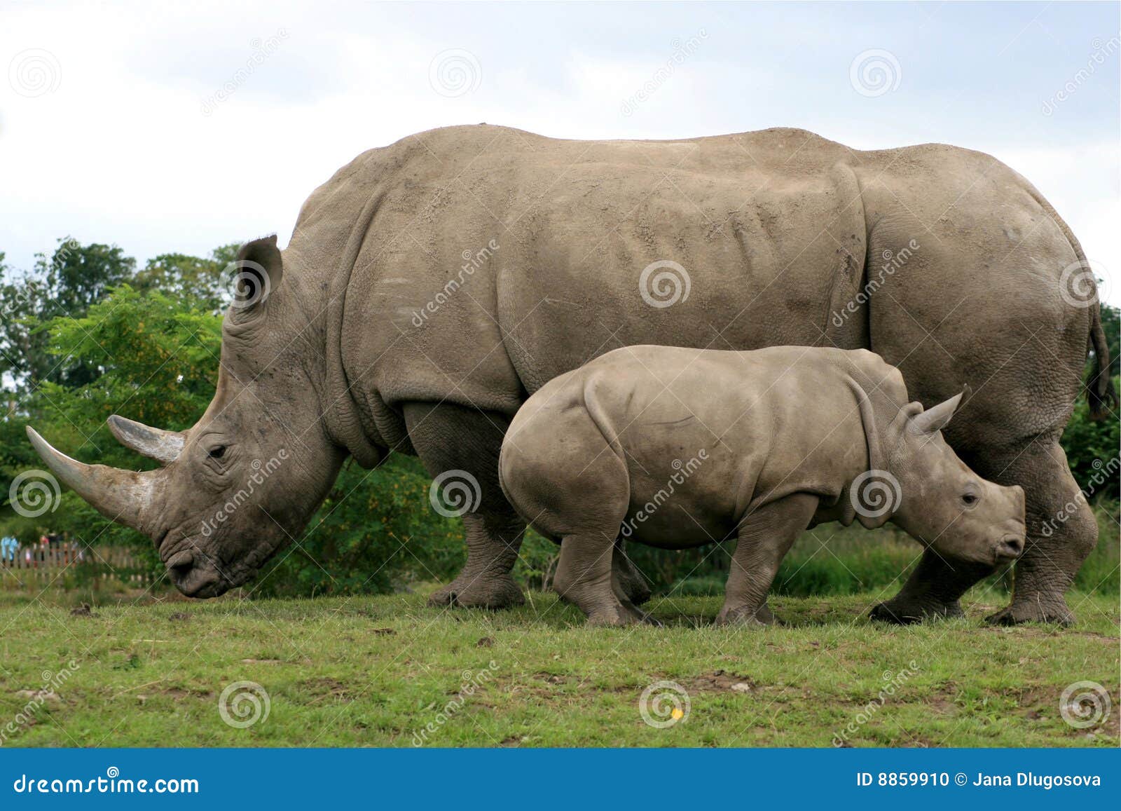 Witte Rinoceros stock foto. Image of rinoceros, safari - 8859910