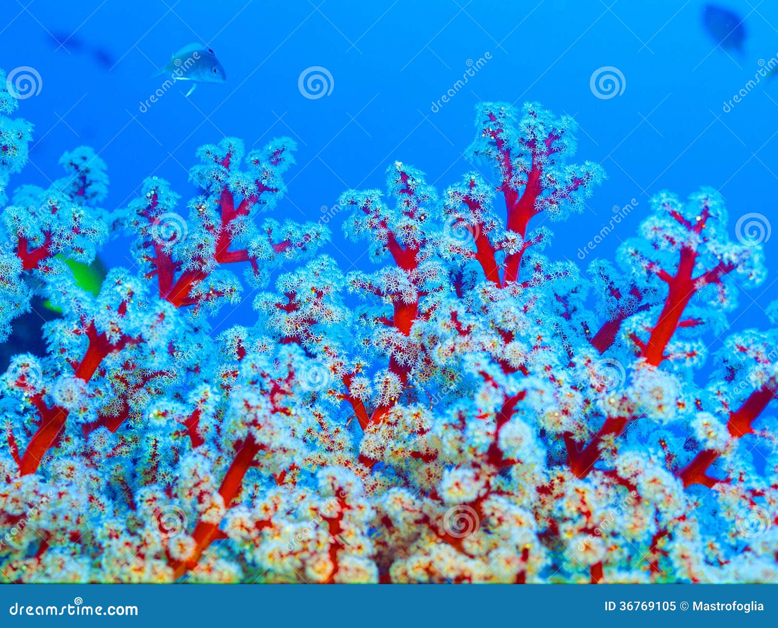 Witte Rode Koraal Blauwe Achtergrond Stock Afbeelding - Image of geel ...