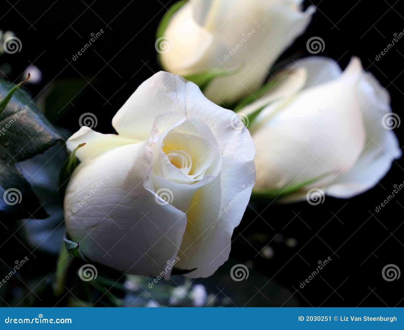 Witte Rozen stock afbeelding. Image of rozen, gelegenheid - 2030251