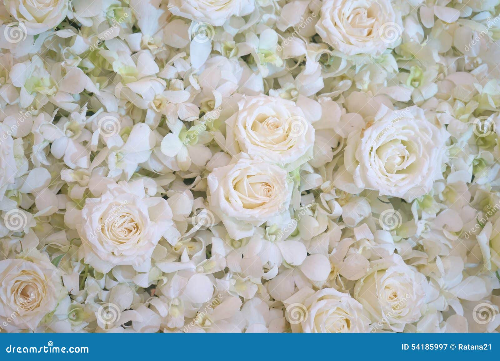 Witte Rozen Nuttig Voor Achtergrond Stock Afbeelding - Image of nave ...